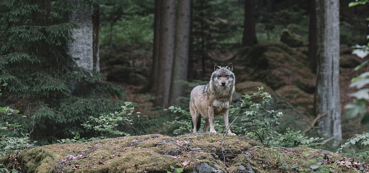 Untamed Wildlife Safari Adventures: Getting Up Close with Nature's ...